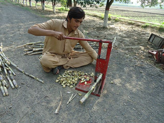 Sugarcane Chipped Bud Technology